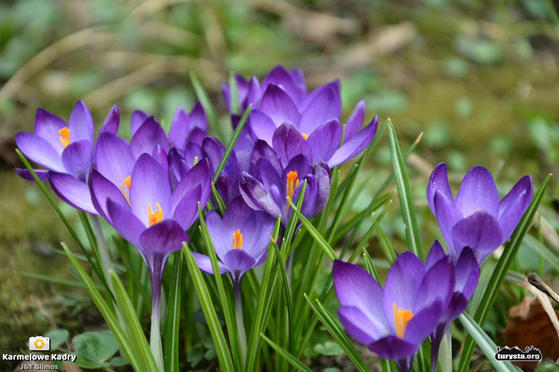 Kiedy i gdzie można oglądać krokusy w Tatrach? - Turysta.org
