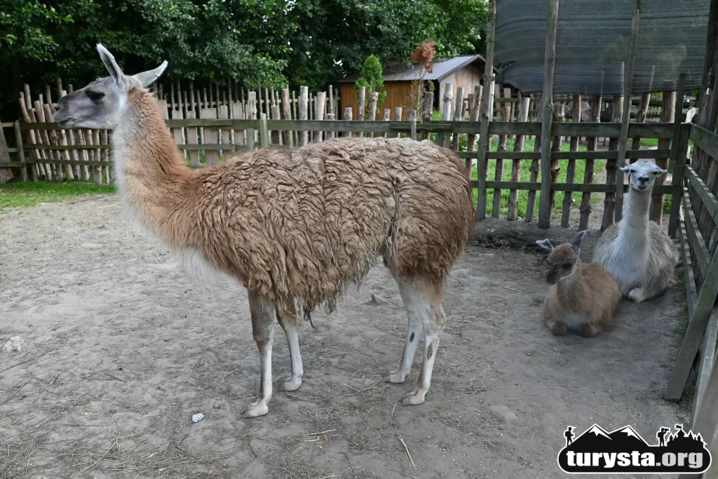 Mini Zoo Zaczarnie (k. Tarnowa) - Cennik, Godziny, Atrakcje | Turysta.org